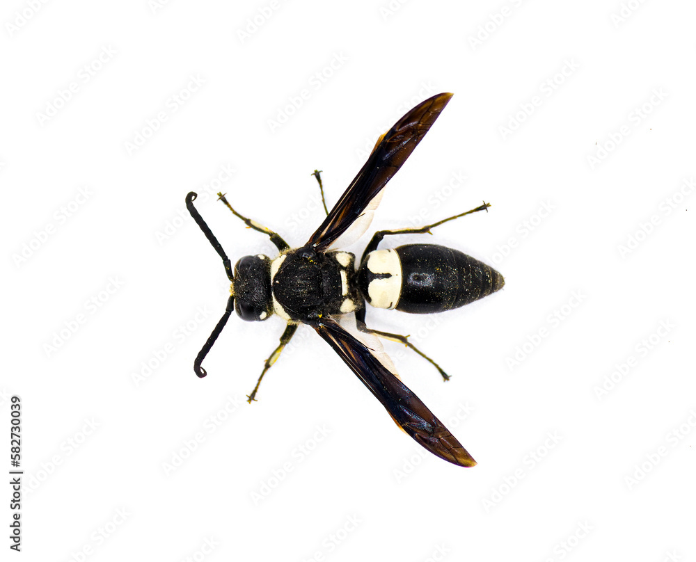 Euodynerus bidens - two toothed Eumenine mason wasp. Dorsal top view ...