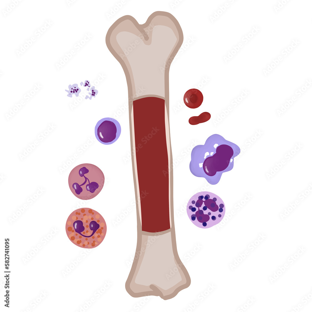 Red bone marrow contains blood stem cells that can become red blood ...