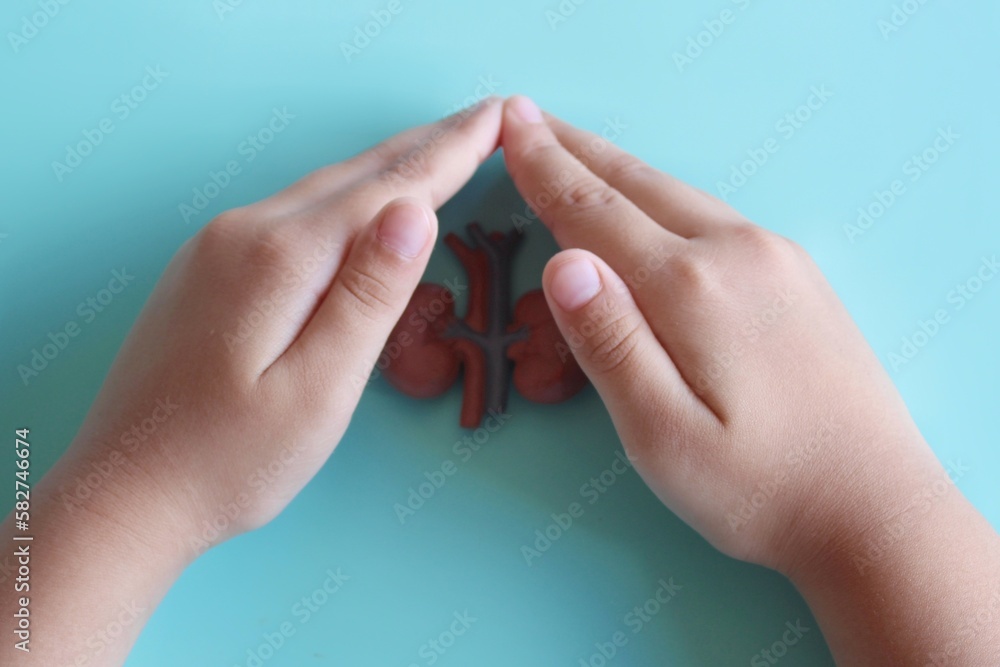Hand cover kidney model. A symbol of protection and prevention of ...