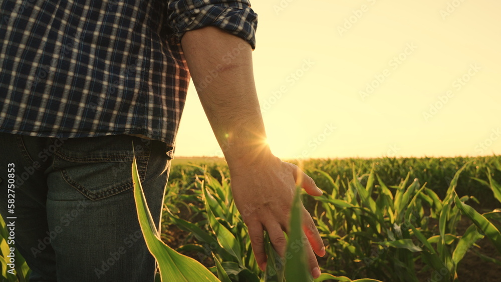 Farmers hand touches sprout of corn in cornfield facing sun while ...