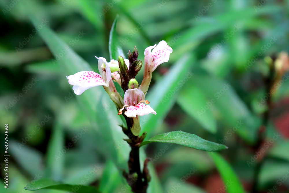 Gandarusa flower, also known as Tabernaemontana divaricata, is a ...