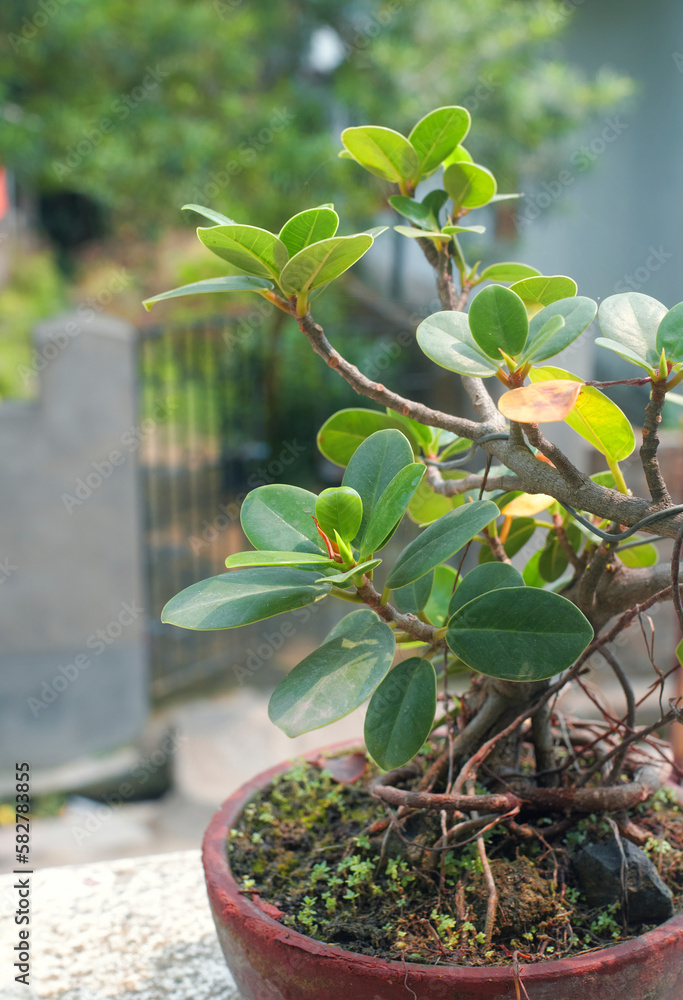 Closeup of a healthy green potted chinese banyan tree (Ficus microcarpa ...