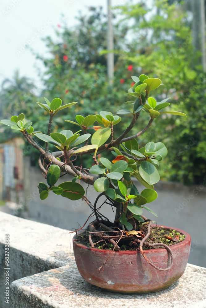 Closeup of a healthy green potted chinese banyan tree (Ficus microcarpa ...