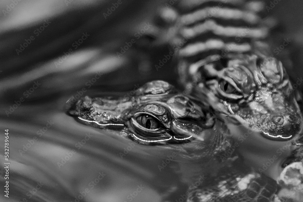 Baby alligators are considered hatchlings. The mother alligator is ...