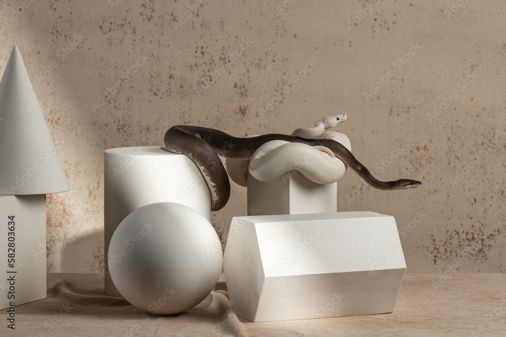 Ball pythons crawl over white plaster figures against beige canvas in ...