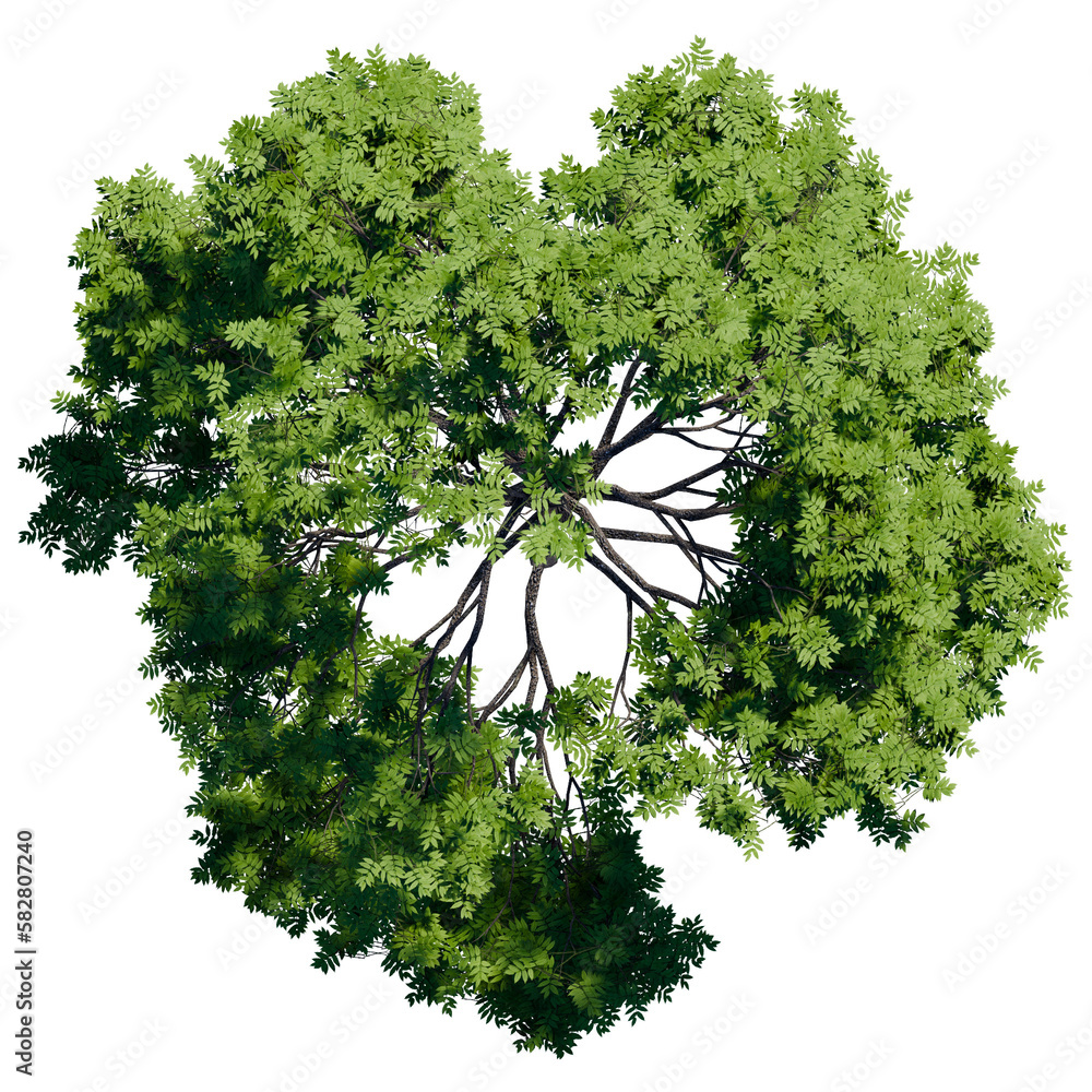 green tree top view on white png landscape plan urban Stock ...