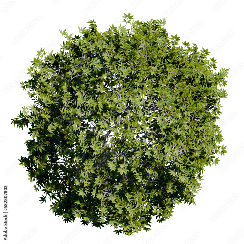 green tree top view on white png landscape plan urban Stock ...