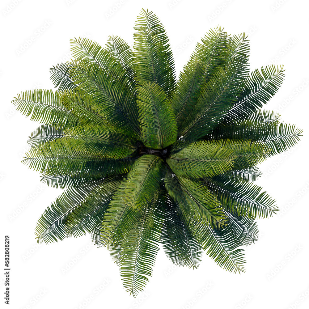green tree top view on white png landscape plan urban Stock ...