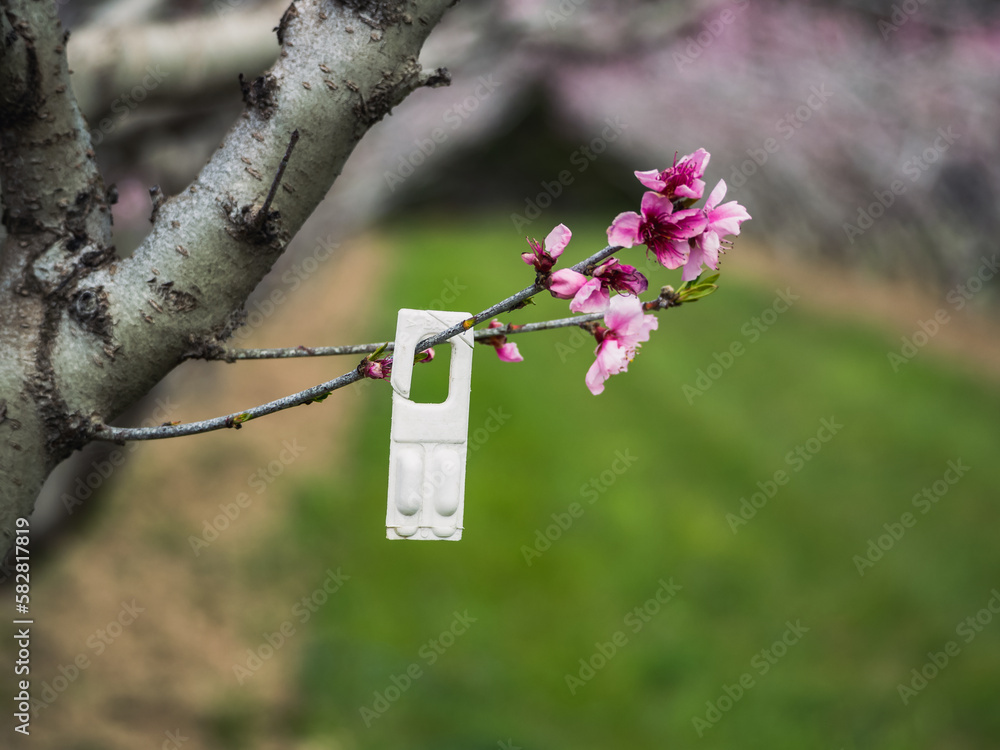 Foto de Loriol, France - 17 March 2023 : Pheromone diffusing ...