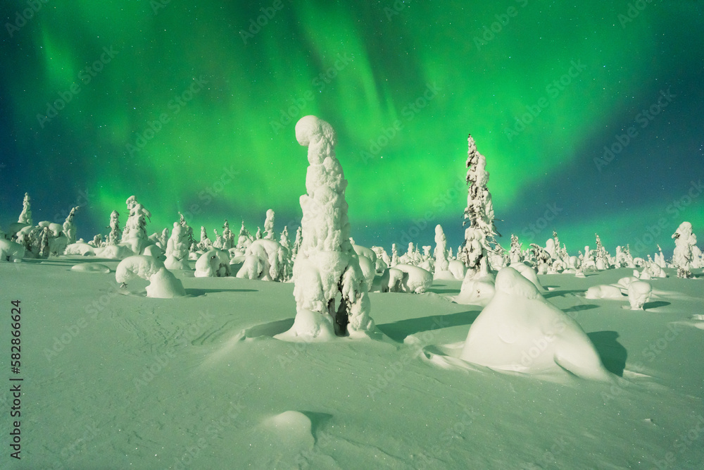Stunning greenish Northern lights over snow-covered trees and white ...