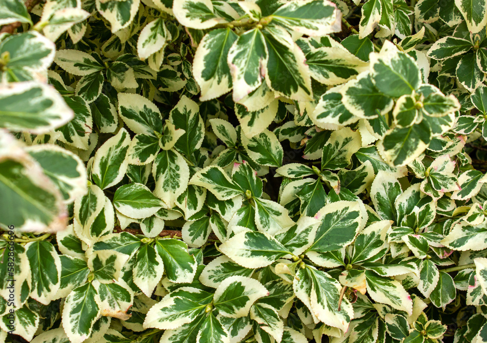 Wintercreeper Euonymus Euonymus fortunei is an evergreen bush. Euonymus ...