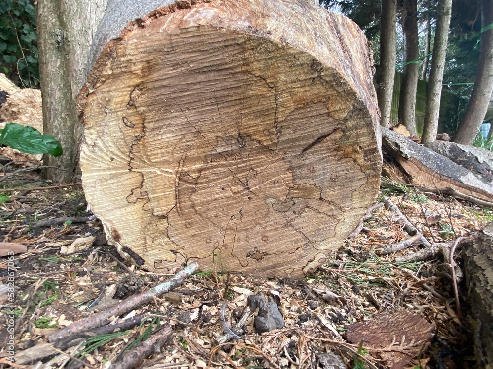 Spalted beech tree . Tree internal structure of trunk rings with ...