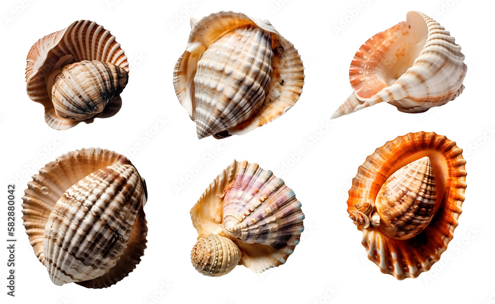 Collection of six shells on a transparent background. png file ...