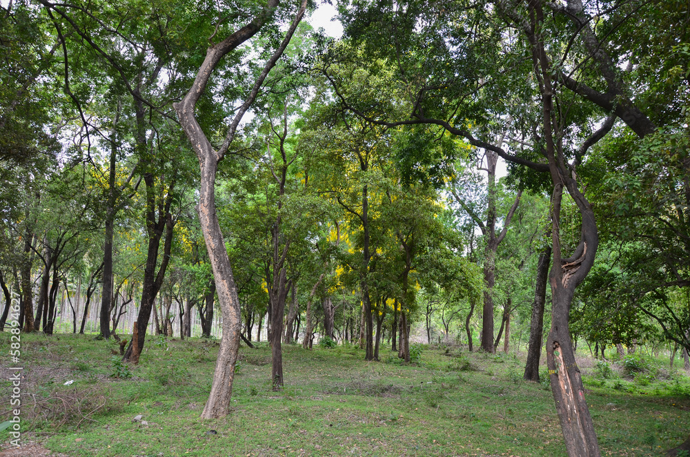 Sandalwood forest at Marayoor, near Munnar, Kerala, India Stock Photo ...