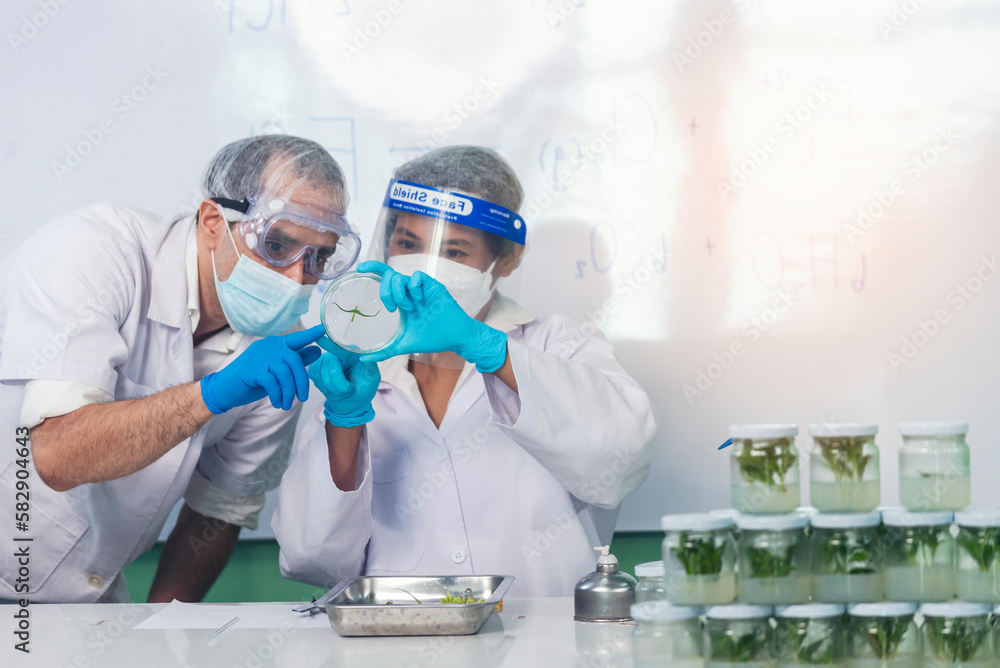 Scientist teams consult together with biochemistry plants tissue ...