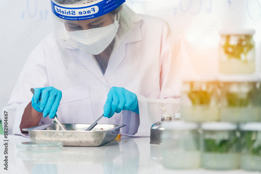 Biochemistry asian Scientist women working plants tissue culture ...