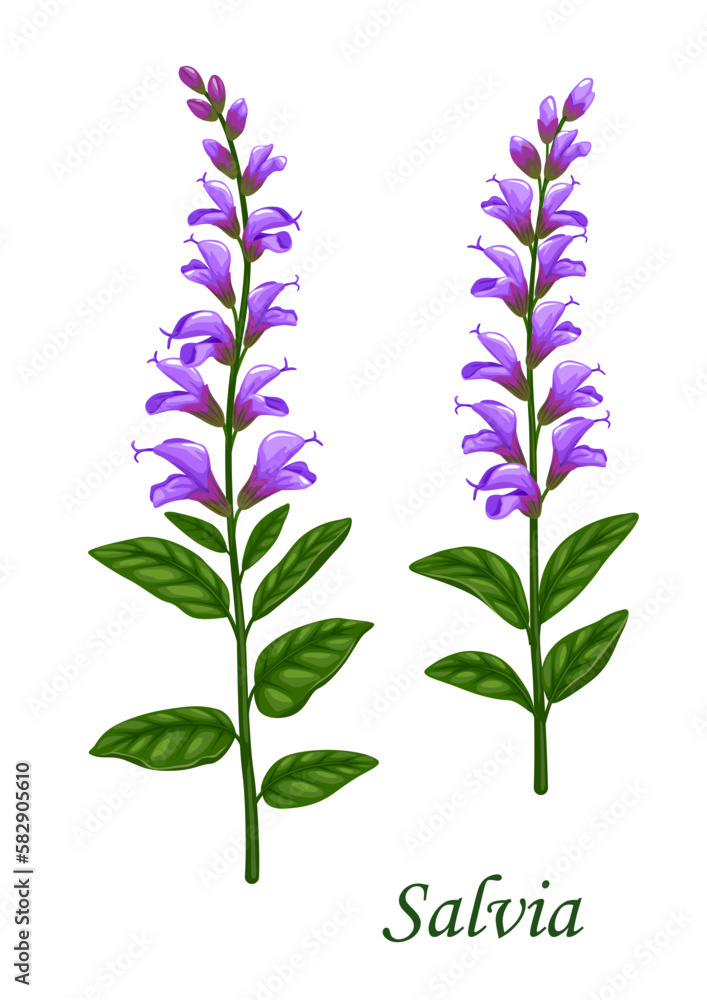Salvia or sage herb with green leaves and flowers, food ingredient of ...