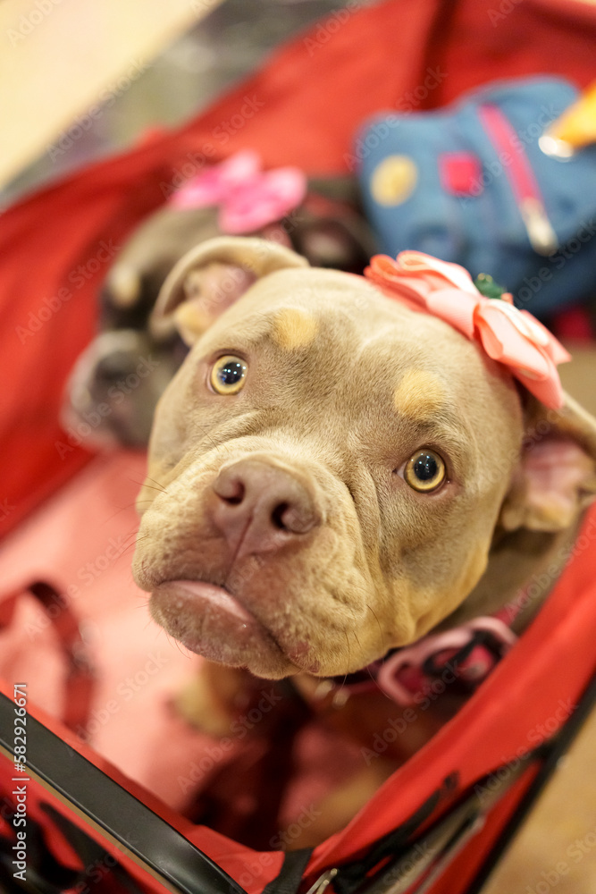 linda cachorra enfeitada passeando dentro de um carrinho no shopping ...