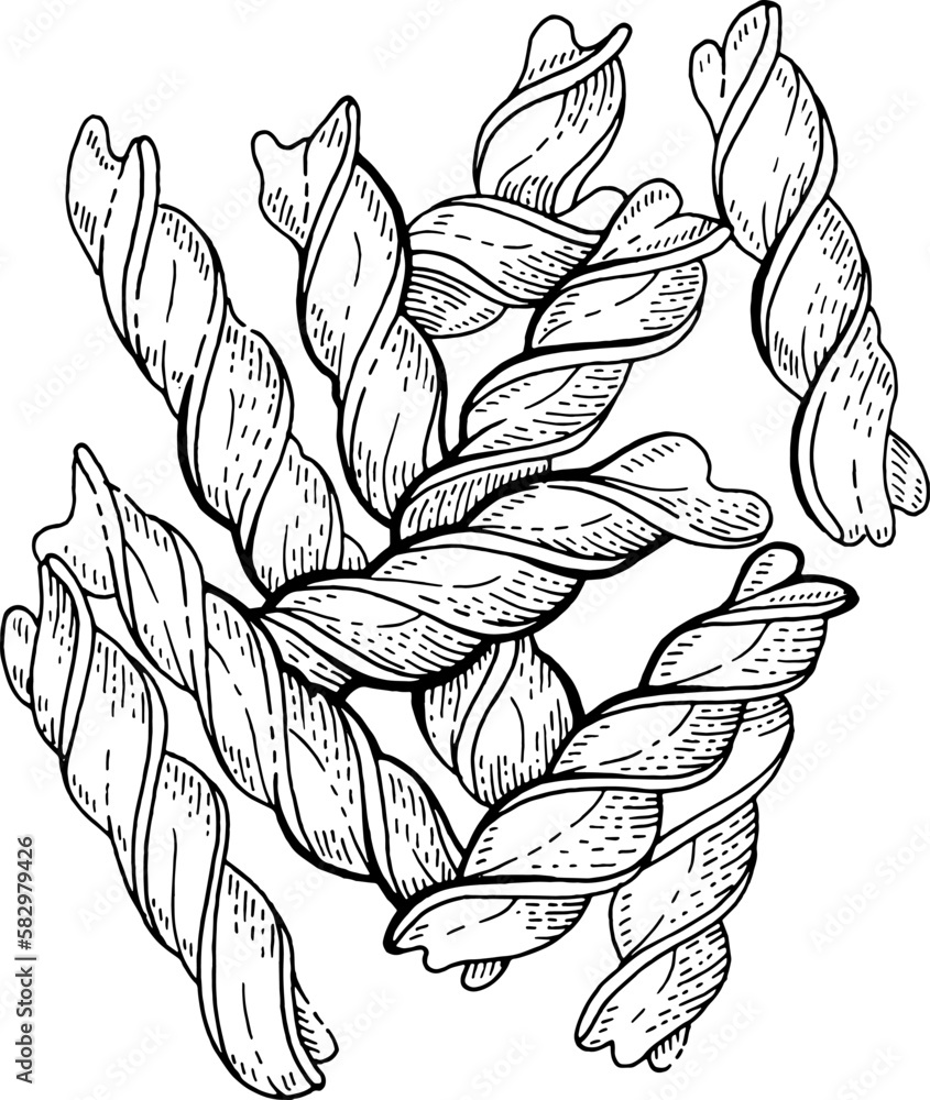 Fusilli pasta. Engrave sketch fusilli spiral vector. Hand drawn italian ...