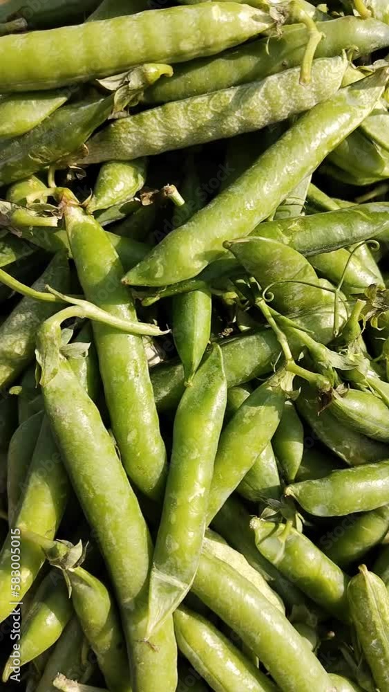 Green peas pods legume whole raw pea vegetable food edible grains seeds ...