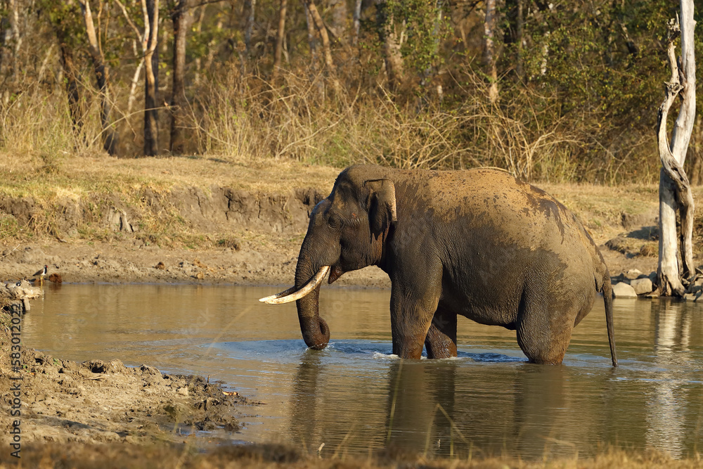 The Indian elephant (Elephas maximus indicus), a large tusker bathing ...