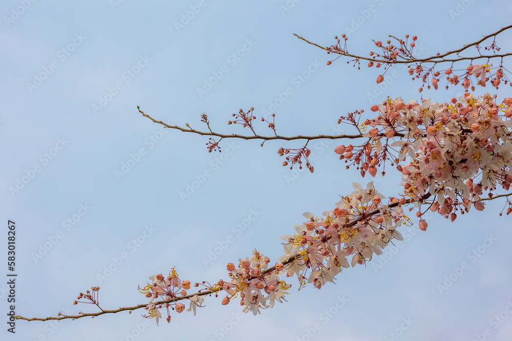 Selective focus of white flower on the tree, Cassia javanica also known ...