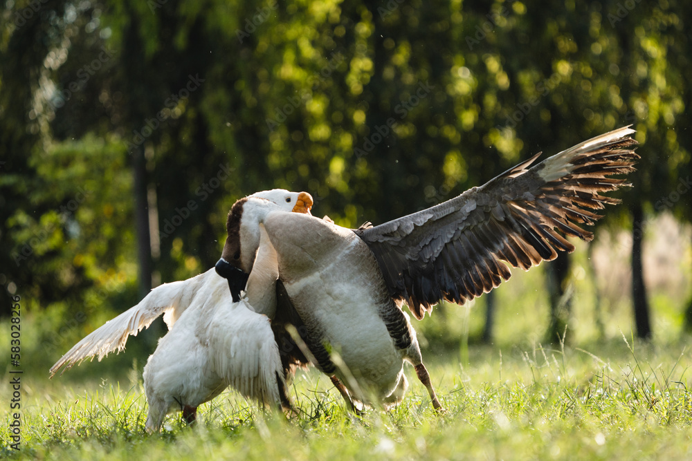 Couple fighting geese on the farm, two geese have a fierce battle on ...