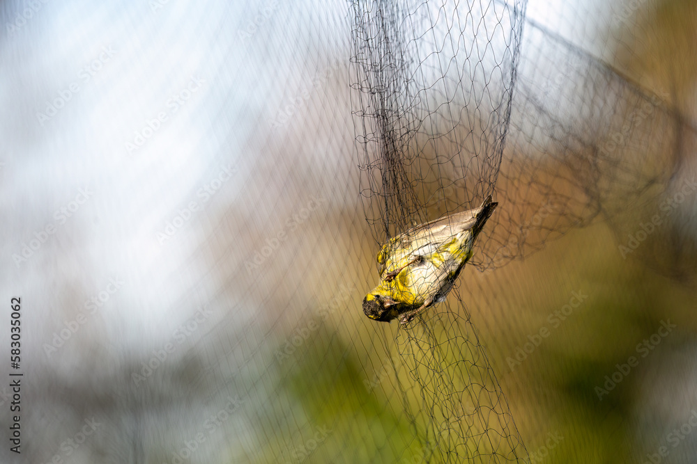 The Eurasian siskin (Spinus spinus) is a small passerine bird in the ...
