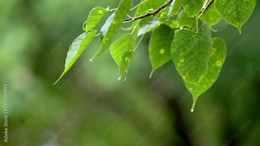 Vidéo Stock Raining shower in the dense forest, close-up of rainfall in ...