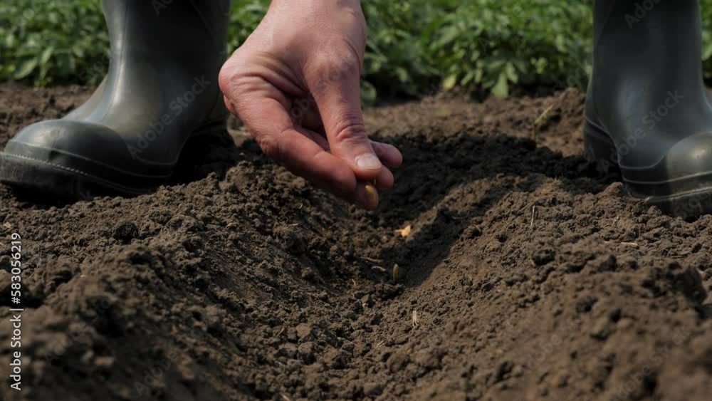 Sowing season. Planting farmer hand soil sowing seeds closeup. Farm ...