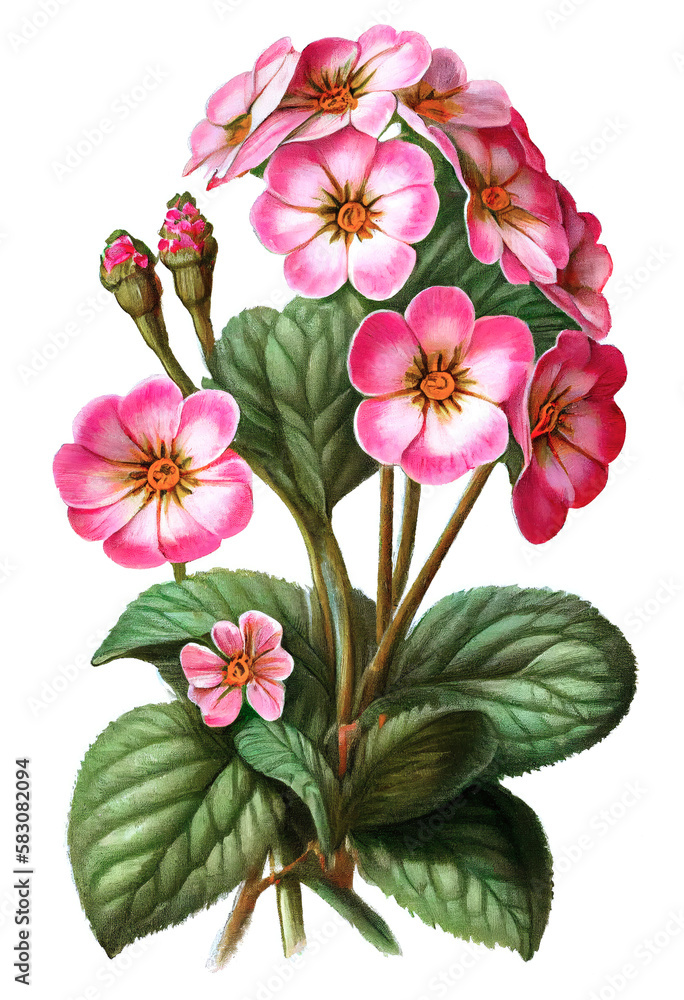 Pink primrose flower drawing isolated on white background. Watercolor ...