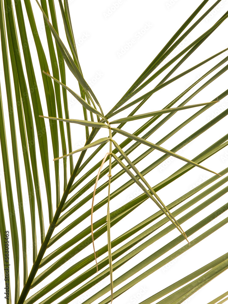 Leaflets of a jelly palm (binomial name: Butia capitata), also known as ...