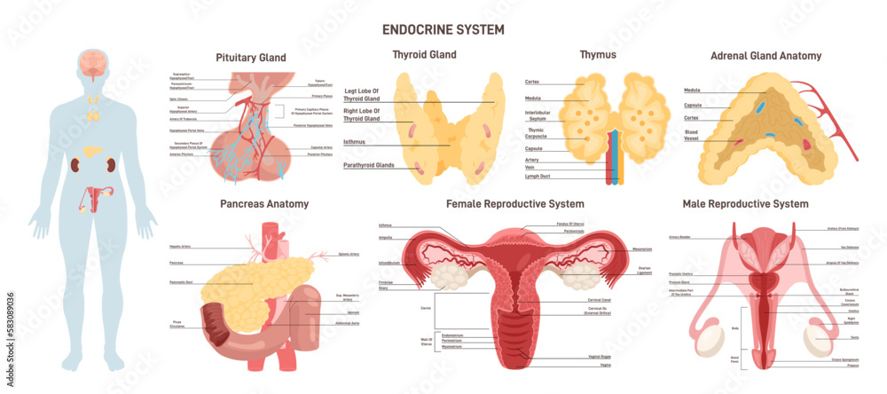 Endocrine system organs set. Human anatomy educational infographic ...