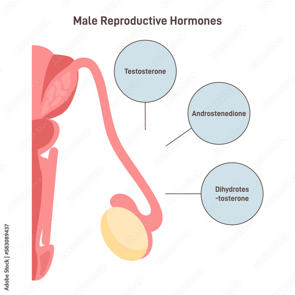Male reproductive hormones. Human endocrine system organ producing ...