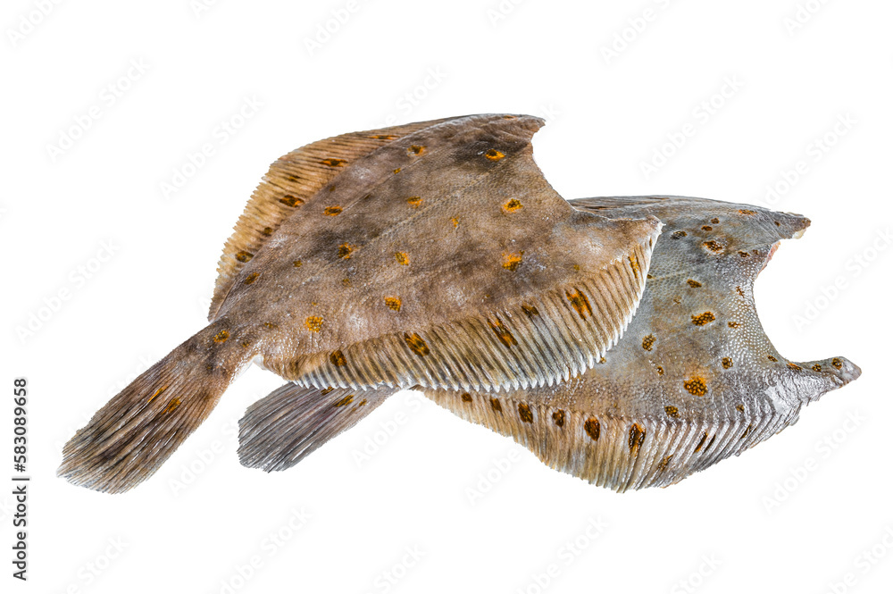 Raw whole flounder flatfish fish on kitchen table. Isolated ...
