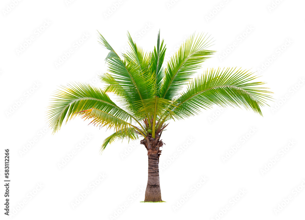 Aromatic Sweet Young Coconut tree, Cocos Nucifera L., Low tree with ...