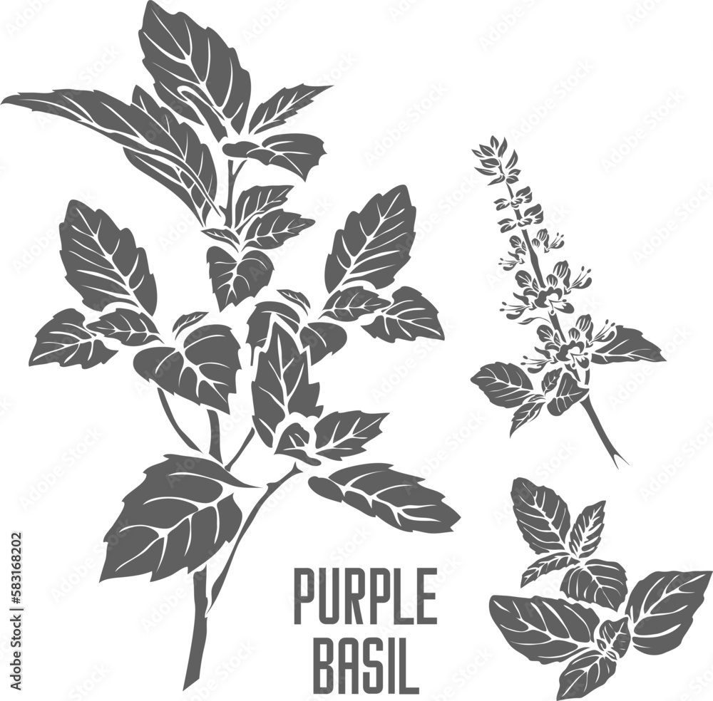 Purple basil plant vector silhouette. Ocimum basilicum plant medicinal ...