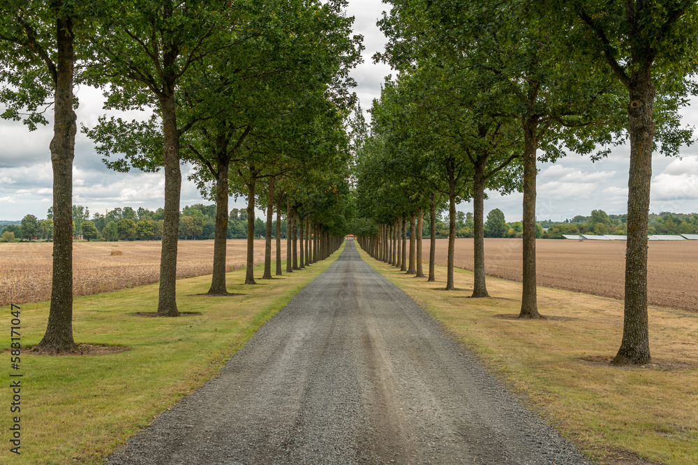 Long alley of green trees between the field. Perfect synchrony of trees ...