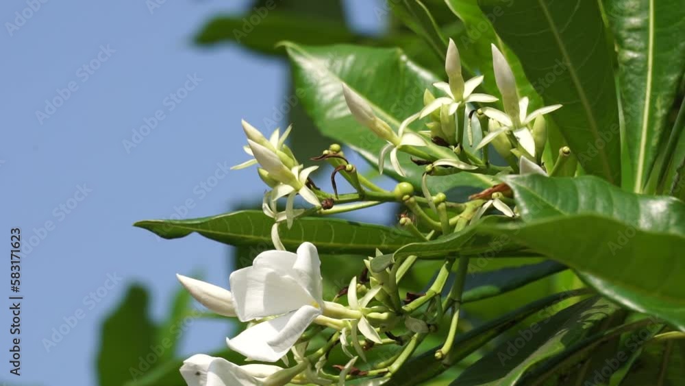 Cerbera odollam (also called pong pong tree, Cerbera manghas, sea mango ...