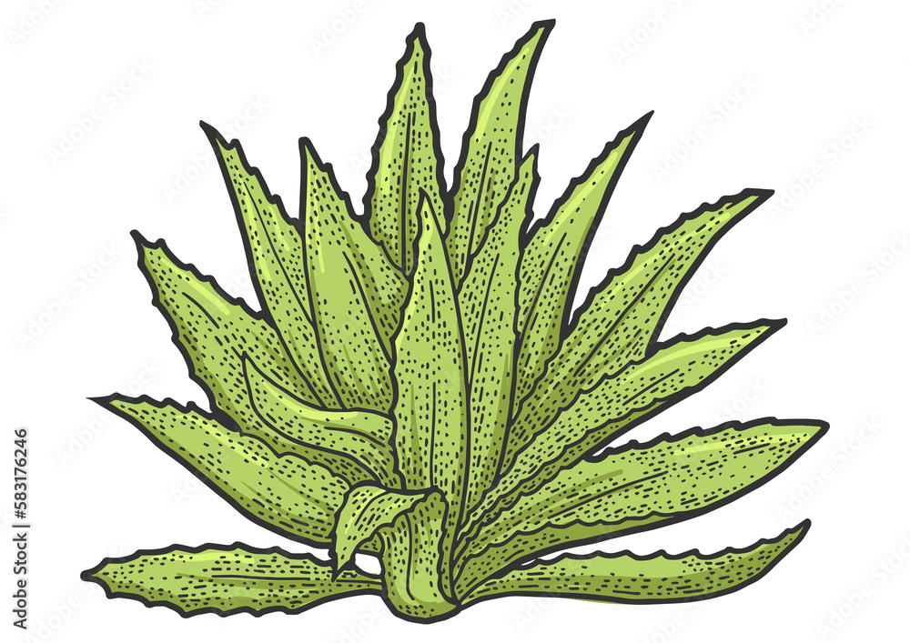 Agave plant sketch PNG illustration with transparent background Stock ...