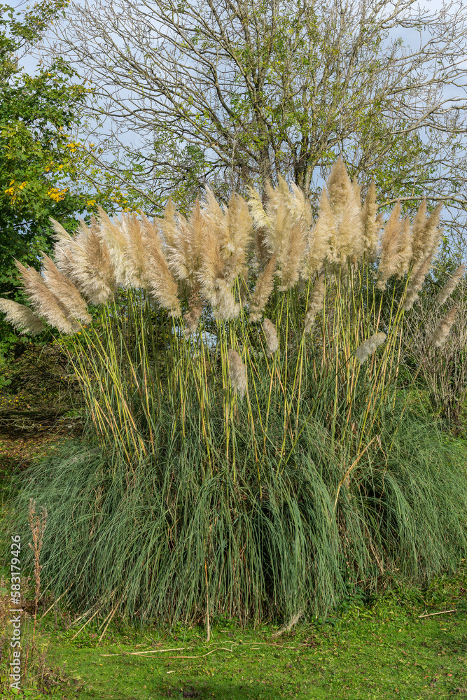 Pampas Grass (Cortaderia selloana) which is a flowering tall grass ...