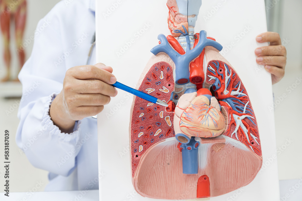 Doctor hand pointing lung and heart anatomy human model .Part of human ...