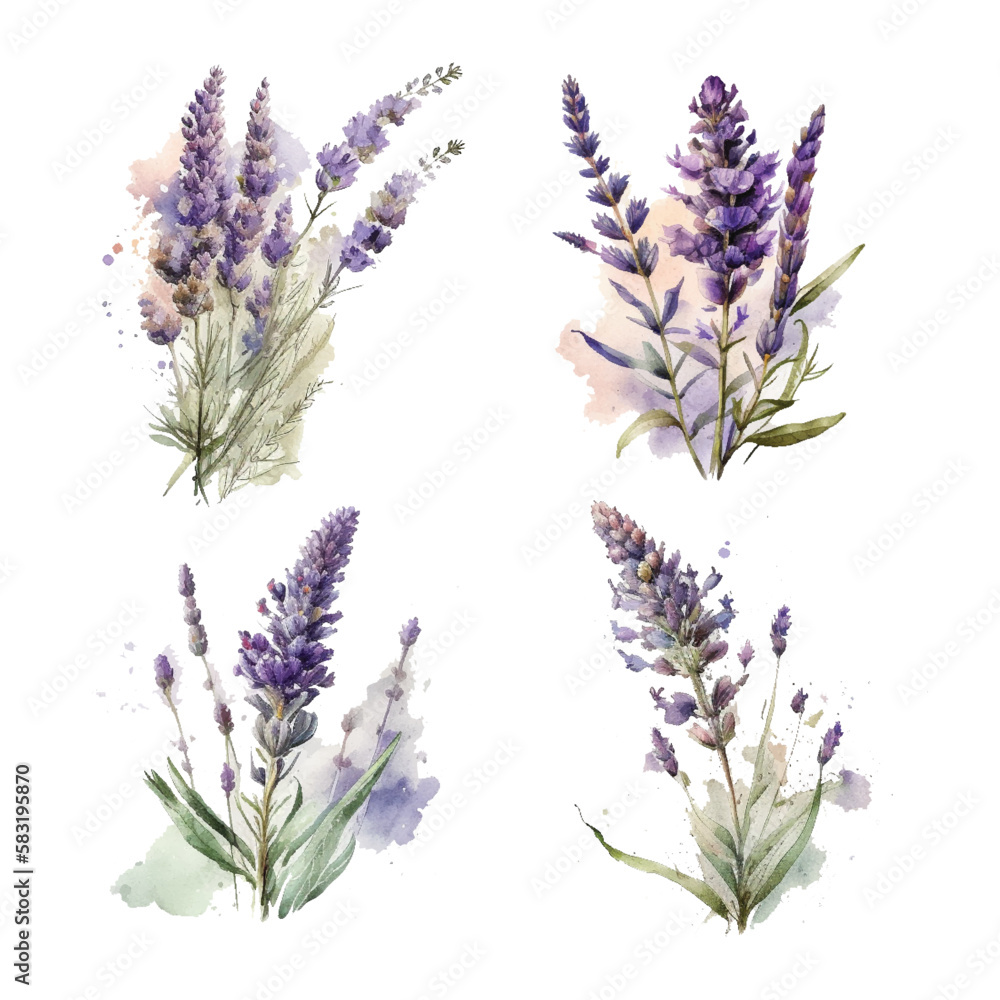 Lavender. Set of watercolor lavender flowers and symbols on the white ...
