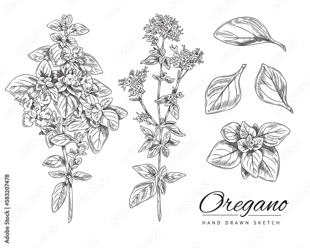 Oregano hand drawn botanical set of ink sketch vector illustration ...