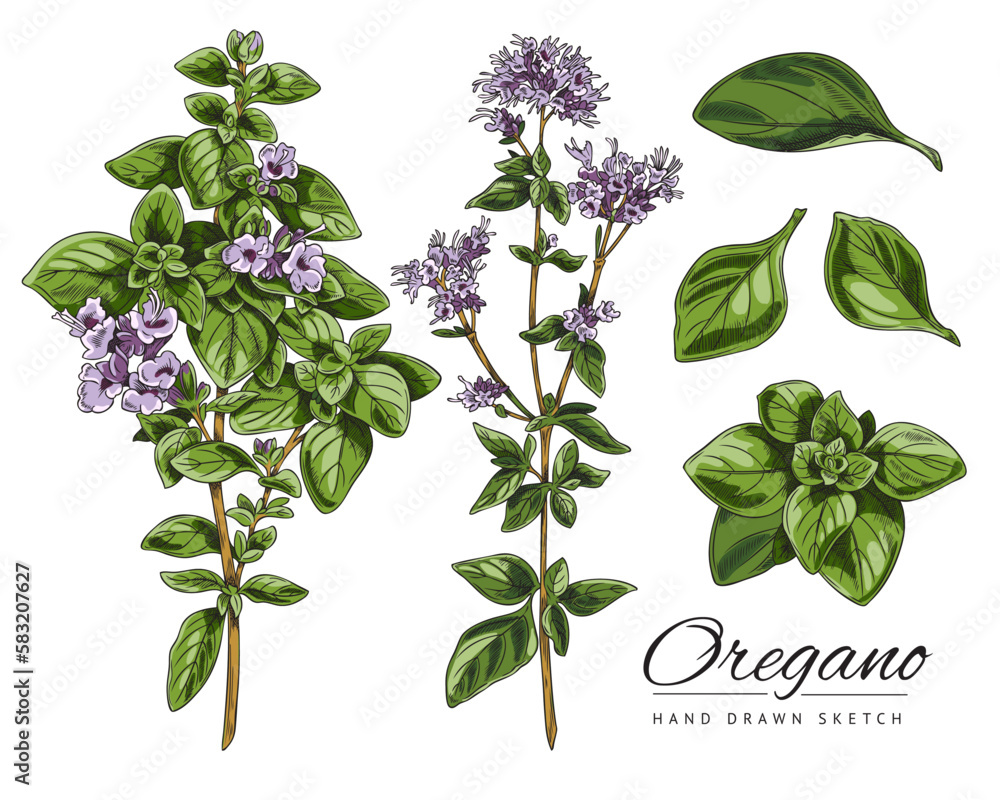 Vecteur Stock Oregano branches with leaves and flowers, sketch vector ...