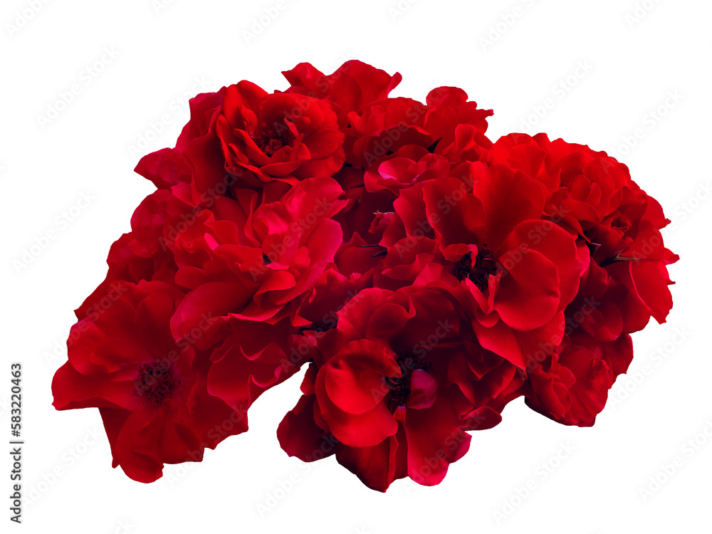 Poster Bouquet of red roses isolated on transparent background – Wall ...