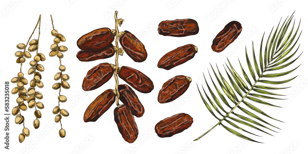 Date palm collection with fruits and leaves sketch vector illustration ...