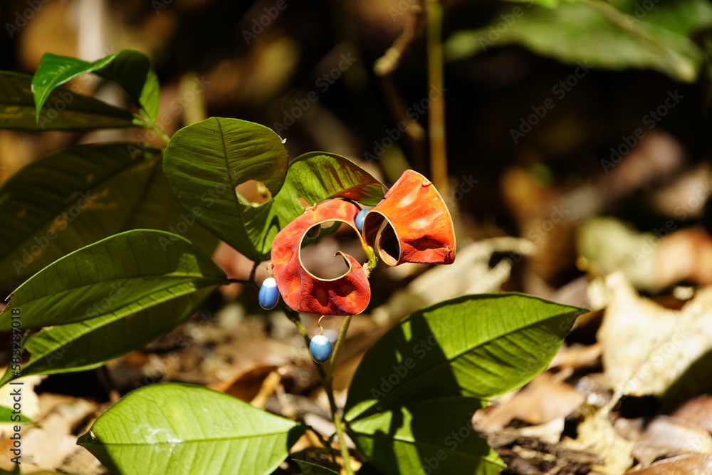 Seeds of Abarema cochliocarpos is a species of tree in the legume ...
