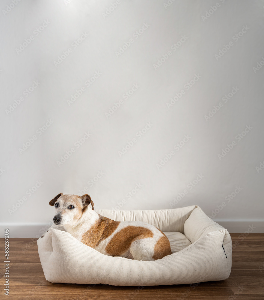 Dog resting in pet bed looking at camera. Profile side view. White wall ...