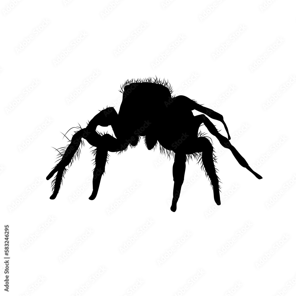 spider silhouette isolated - vector illustration Stock Vector | Adobe Stock